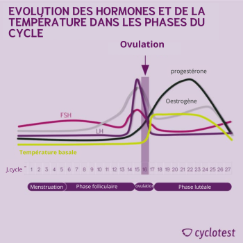 Hormone FSH (Hormone Folliculo-Stimulante) | Cyclotest