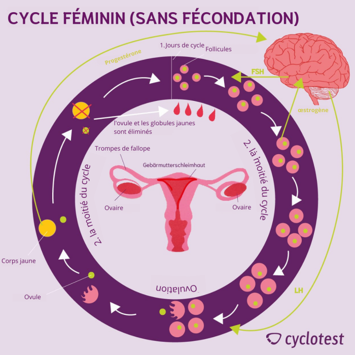 Quelles sont les hormones du cycle menstruel ? | Cyclotest